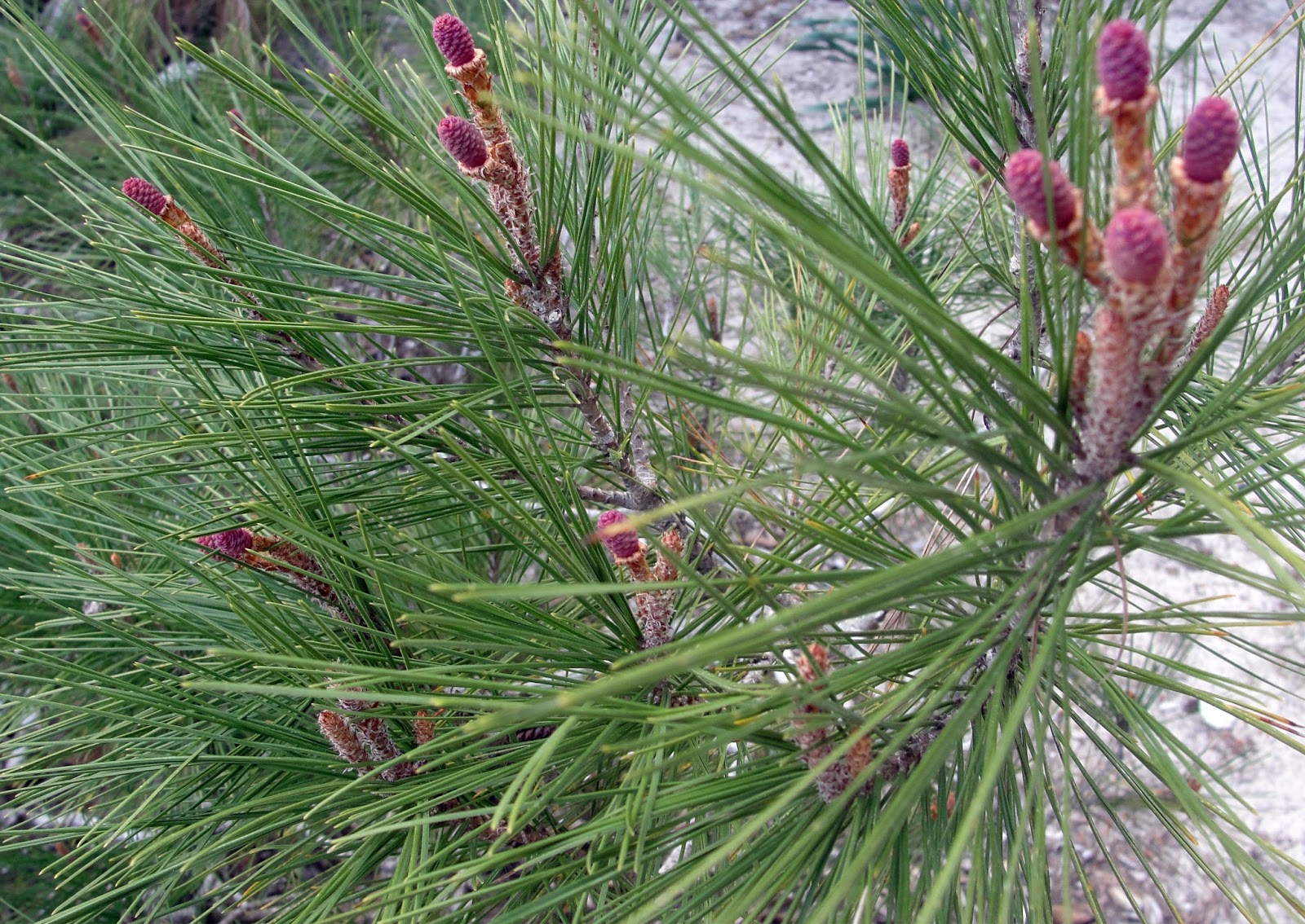 imatges de menorca: PI BLANC (Pinus halepensis Miller) MENORCA