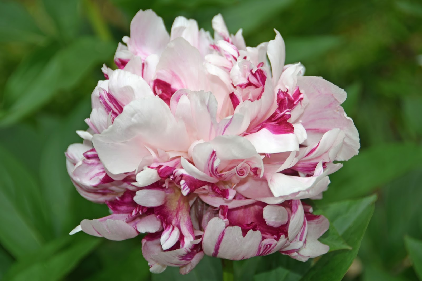 Southern Peony: May 2018