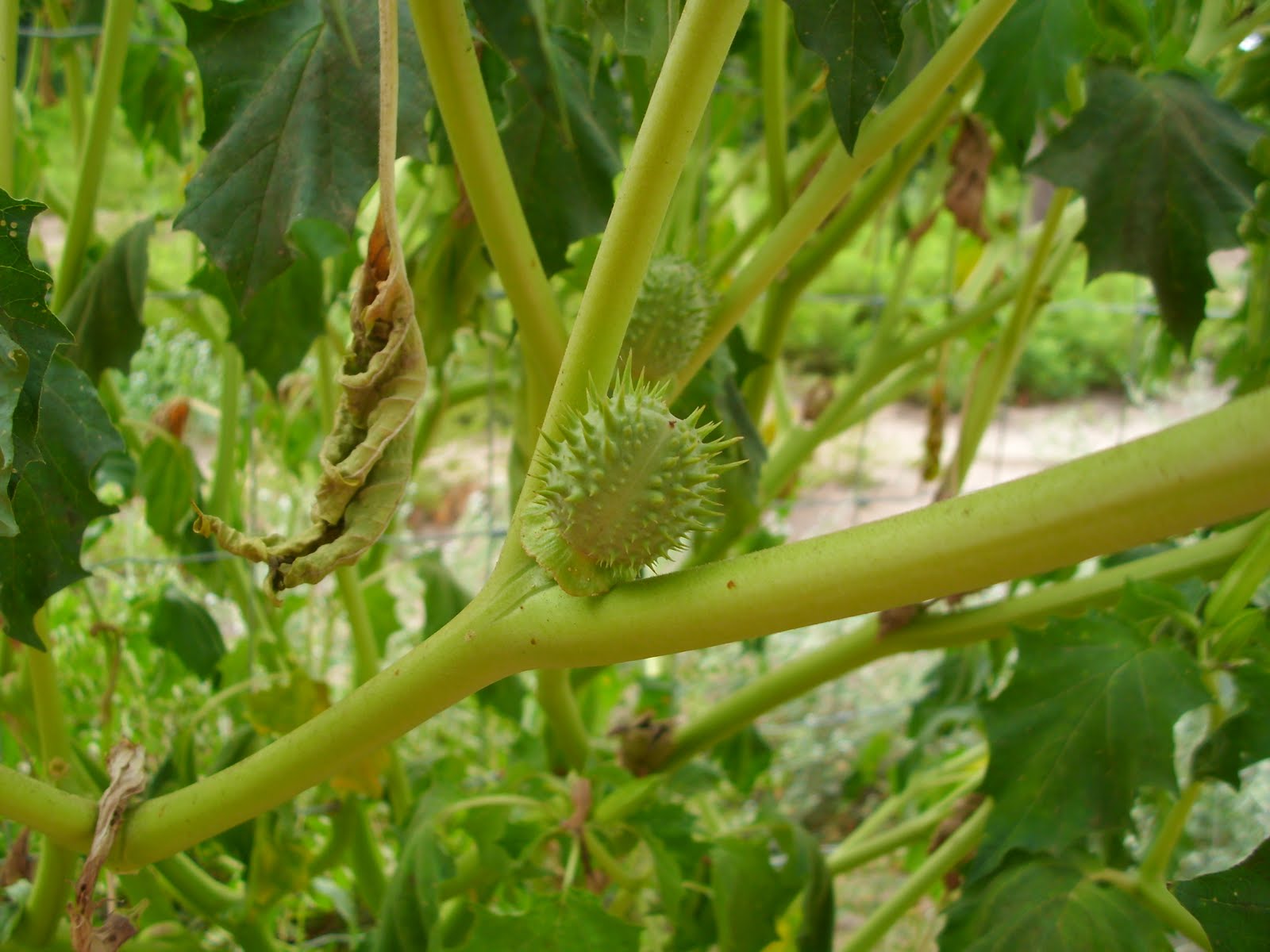 NATURALEZA VERDE DEL LEGOLAS: Estramonio Datura stramonium
