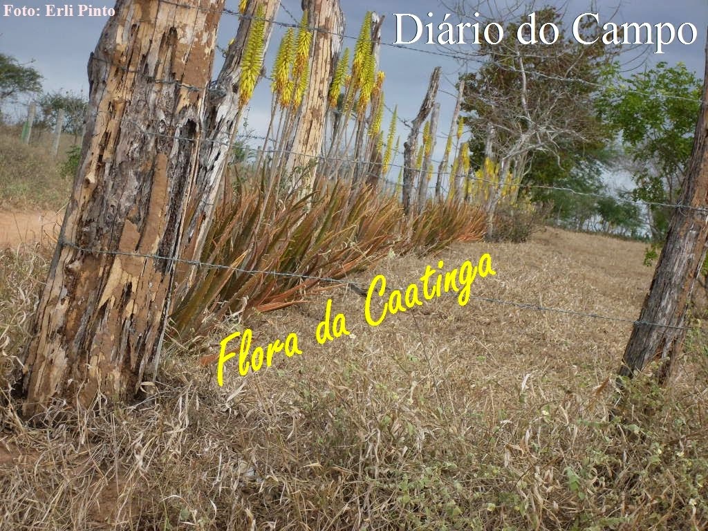 Flora da Caatinga: Barriguda (Ceiba glaziovii)