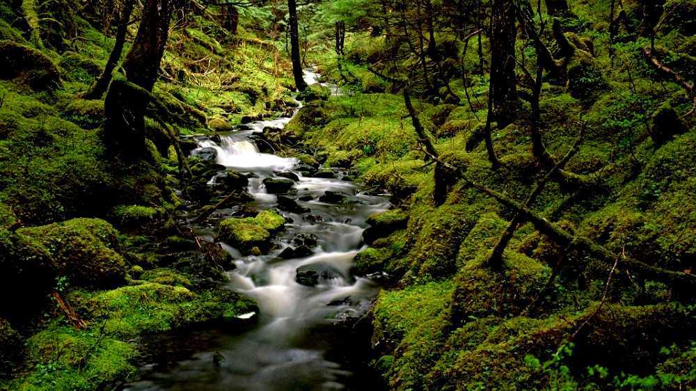 Japanese temperate rainforest