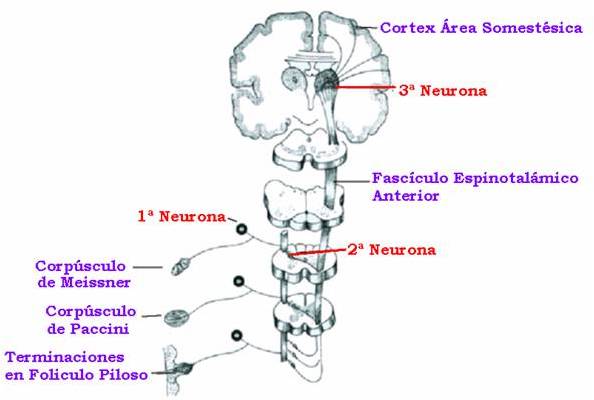 SISTEMA NERVIOSO (BIOMECANICA-FISIOLOGIA-MORFOLOGIA)