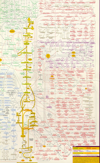 World of Biochemistry (blog about biochemistry): Complete metabolic map
