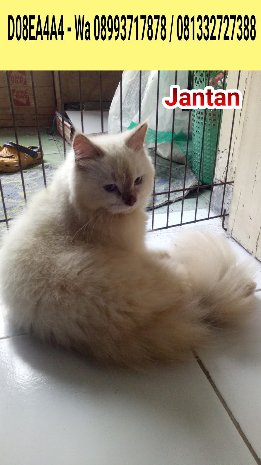 Hamster Dan Kucing Persia Murah Surabaya: KUCING HIMALAYA JANTAN 5 ...