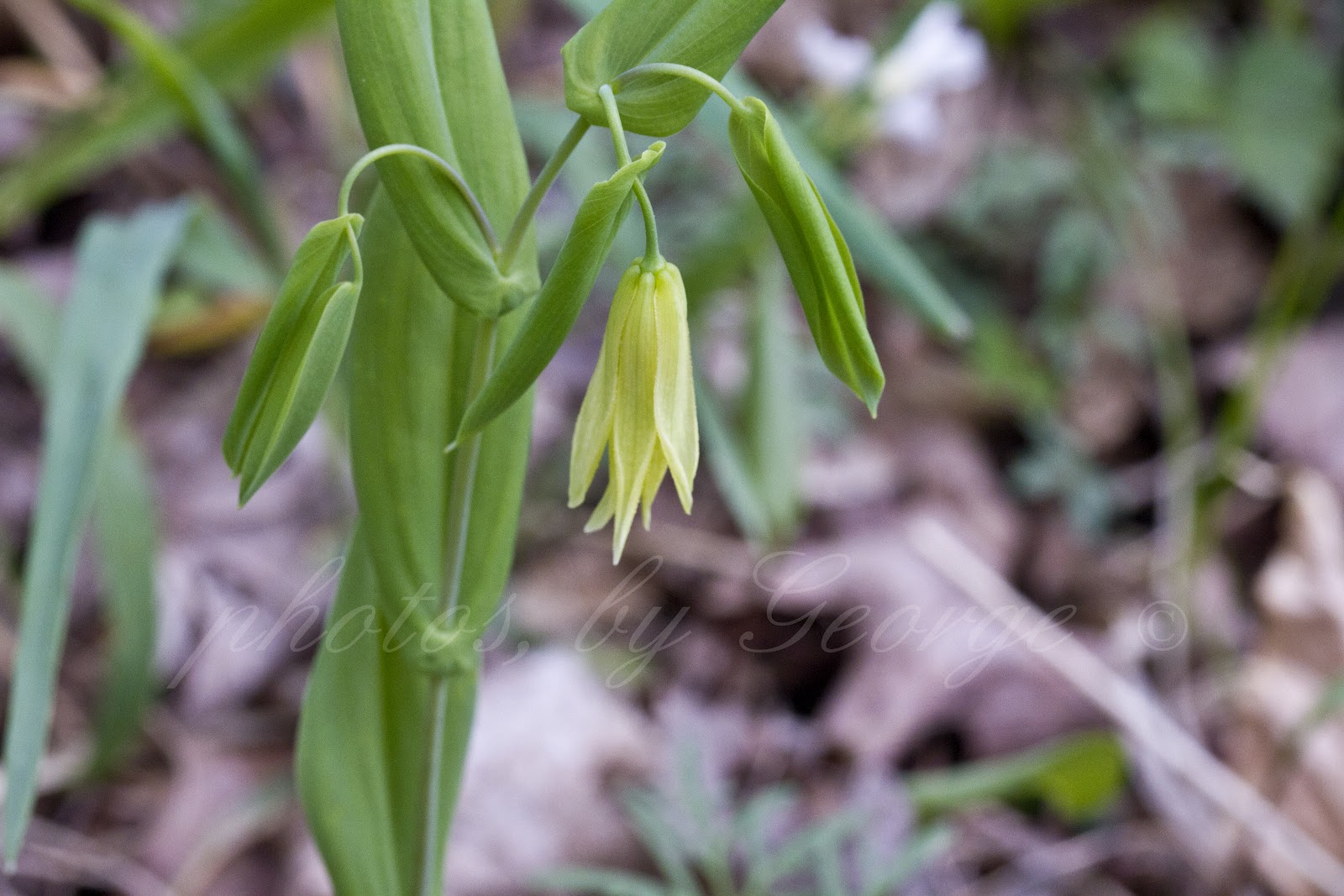"What's Blooming Now" : Bellwort, Merry Bells (Uvularia perfoliata L.)