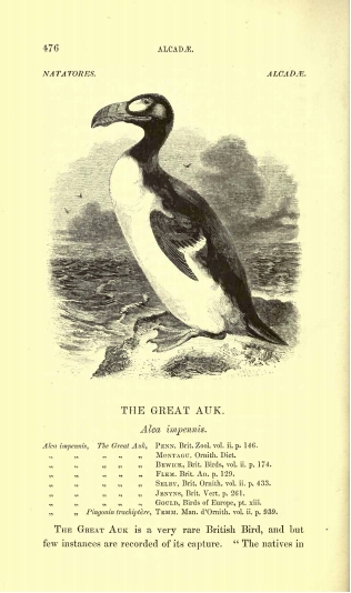 The Study: For Auks' Sake