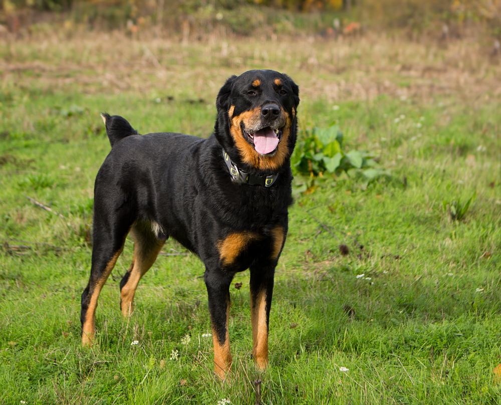Shelter Dogs of Portland: "RUGER" adoption update- handsome Rottie mix