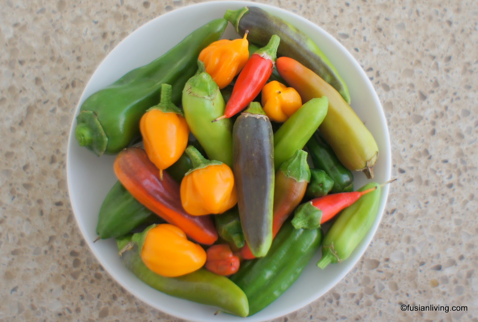 Colourful Chilli Harvest - Apache, Cheyenne and Gusto! | Grow Your Own ...
