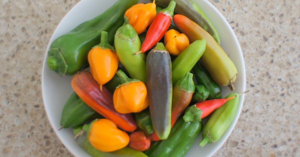 Colourful Chilli Harvest - Apache, Cheyenne and Gusto! | Grow Your Own ...