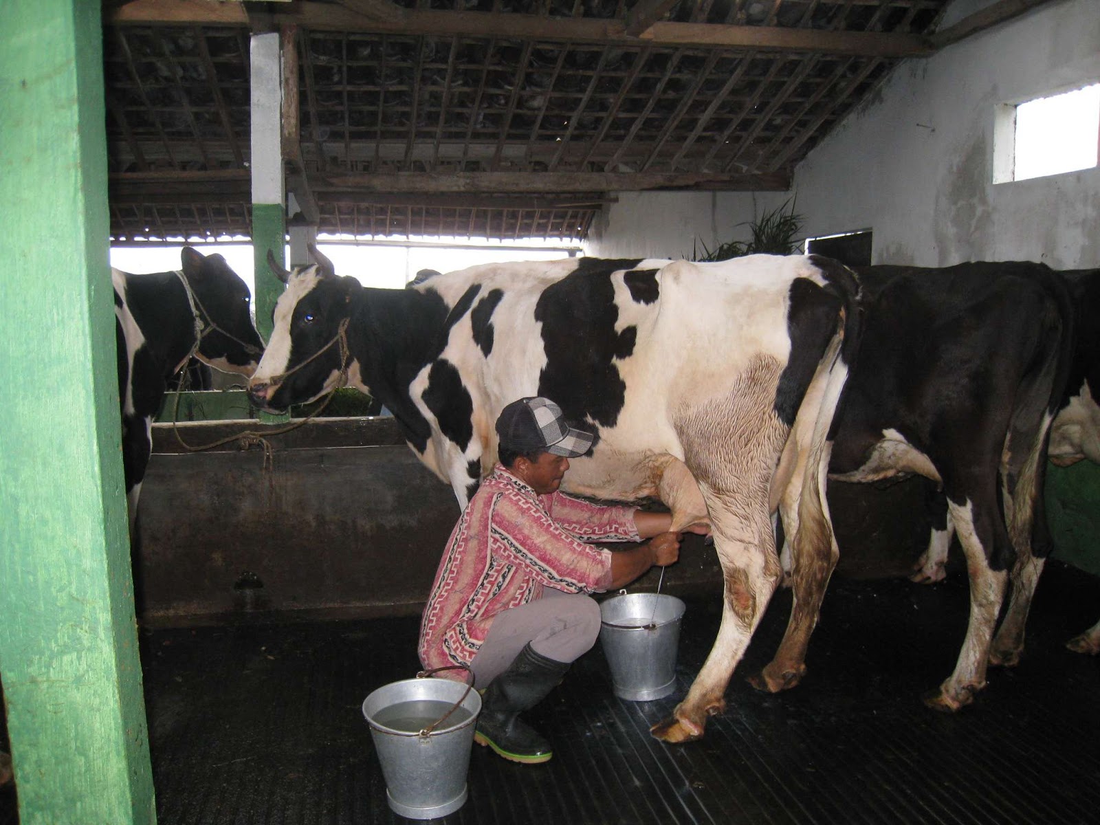 Kumpulan Gambar Unik: Gambar Sapi Perah