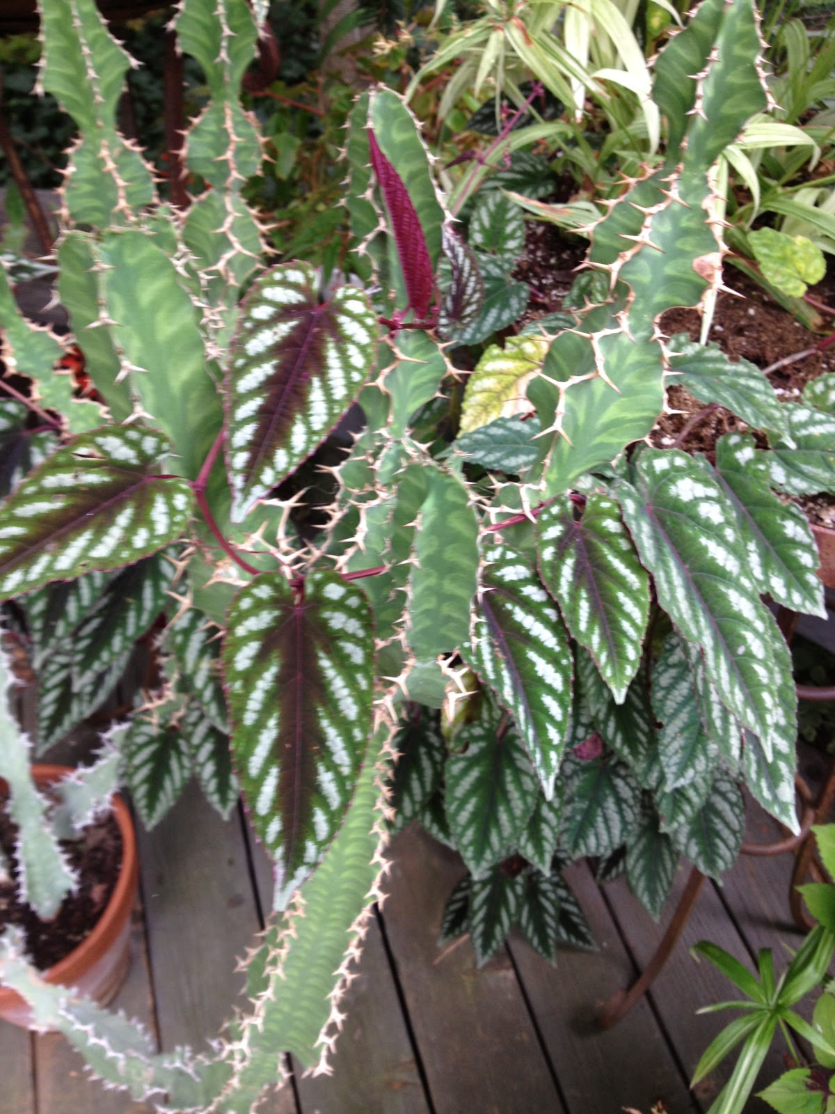 Houseplant Guru: Rambling On About Cissus