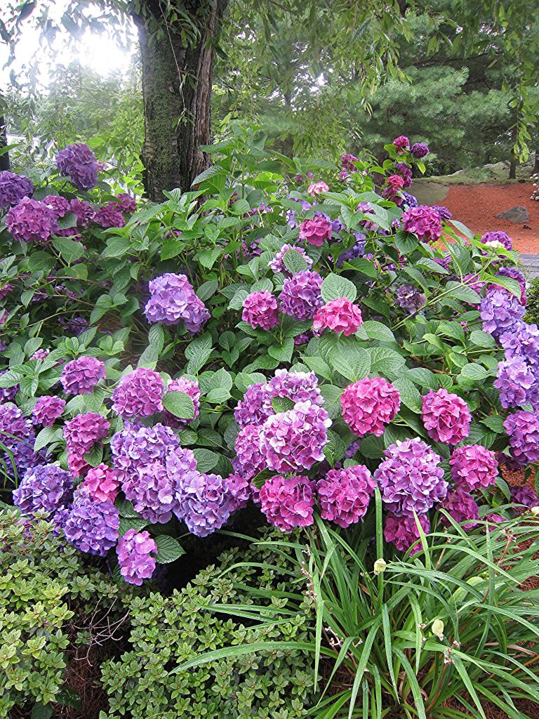Taste the Rainbow: I love Hydrangea