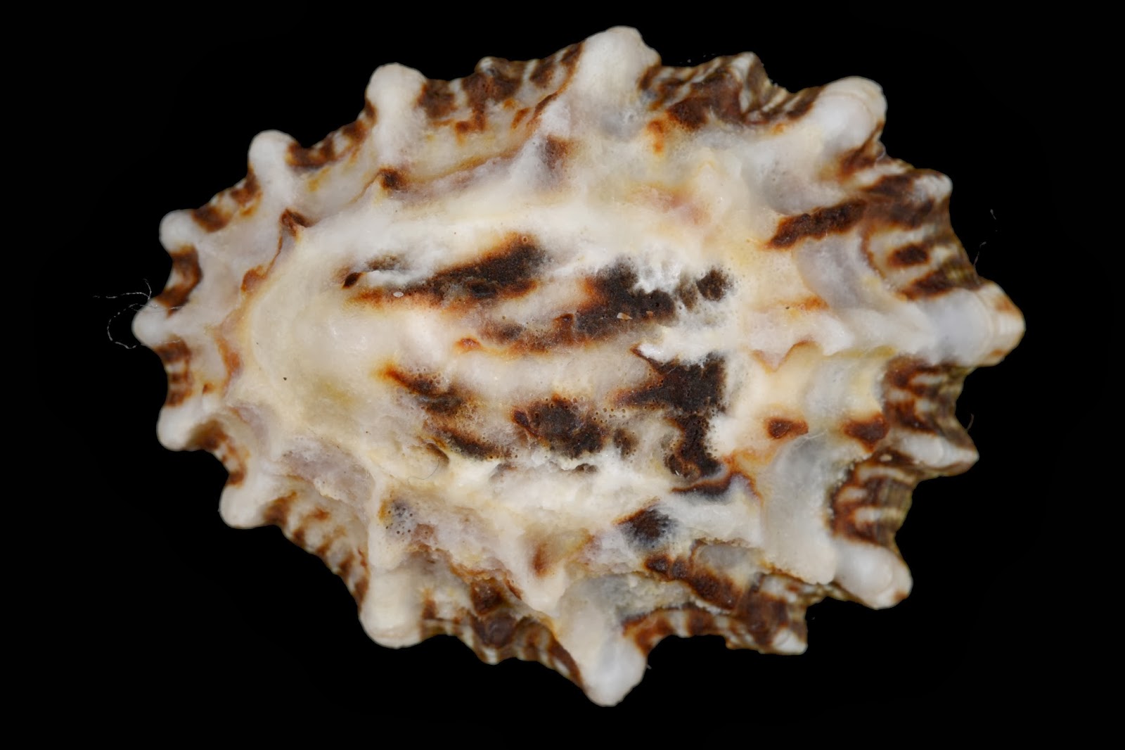 Dr. Lee's Gallery Museum: Lottia scabra 24.50mm