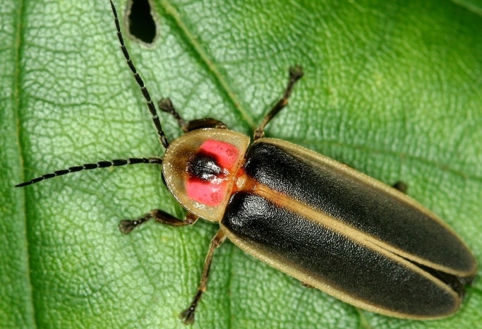 musings from the marsh...: Lightning In My Hand...