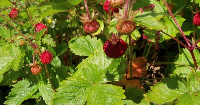 Dārzniecība 'Neslinko': MĒNESZEMENES, NOKARENĀS ZEMENES, LIELOGU ZEMENES