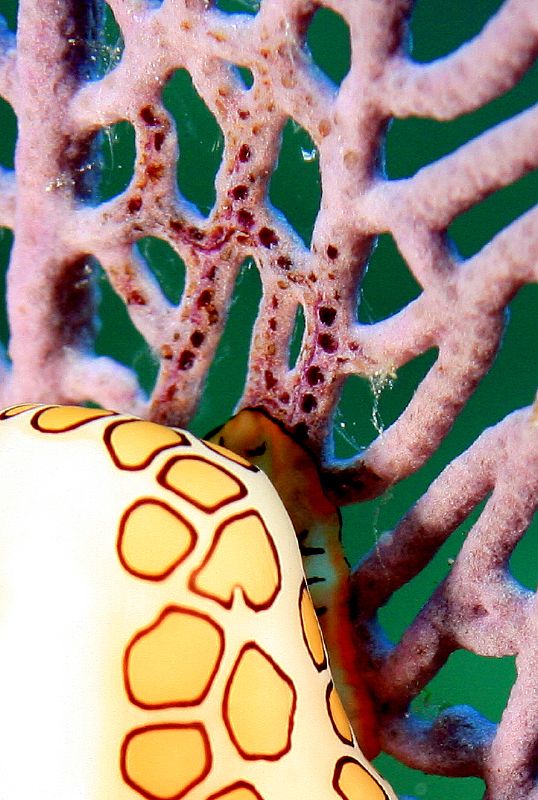 Real Monstrosities: Flamingo Tongue Snail