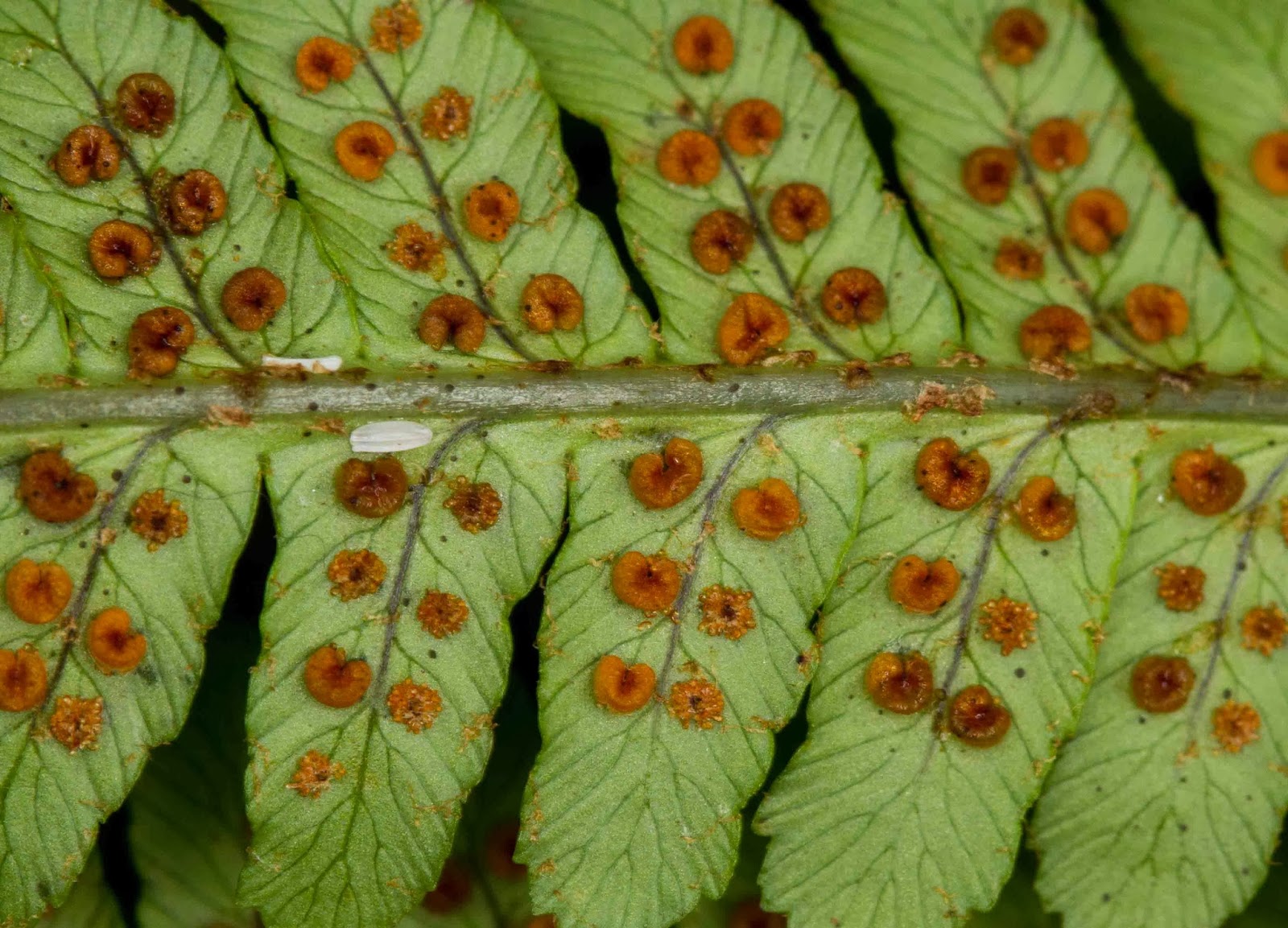 APUNTES DE BOTÁNICA APLICADA (IES Besaya): Helechos