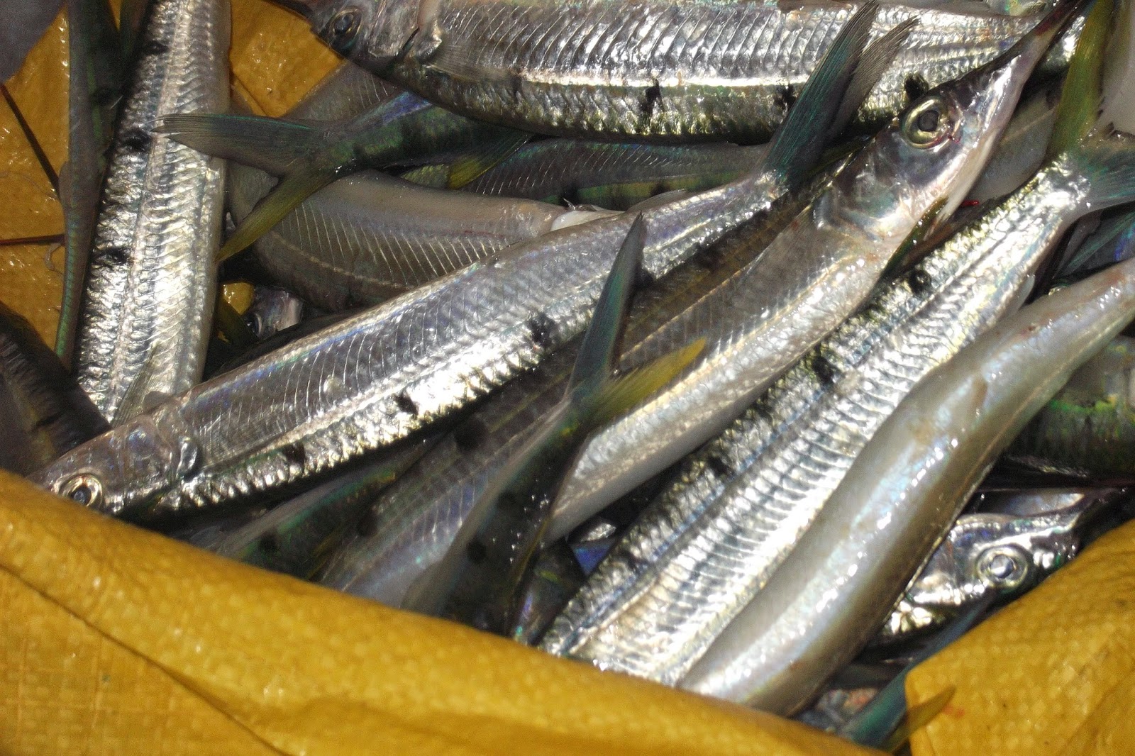 NEGOMBO SEAFOODS: MORALLA