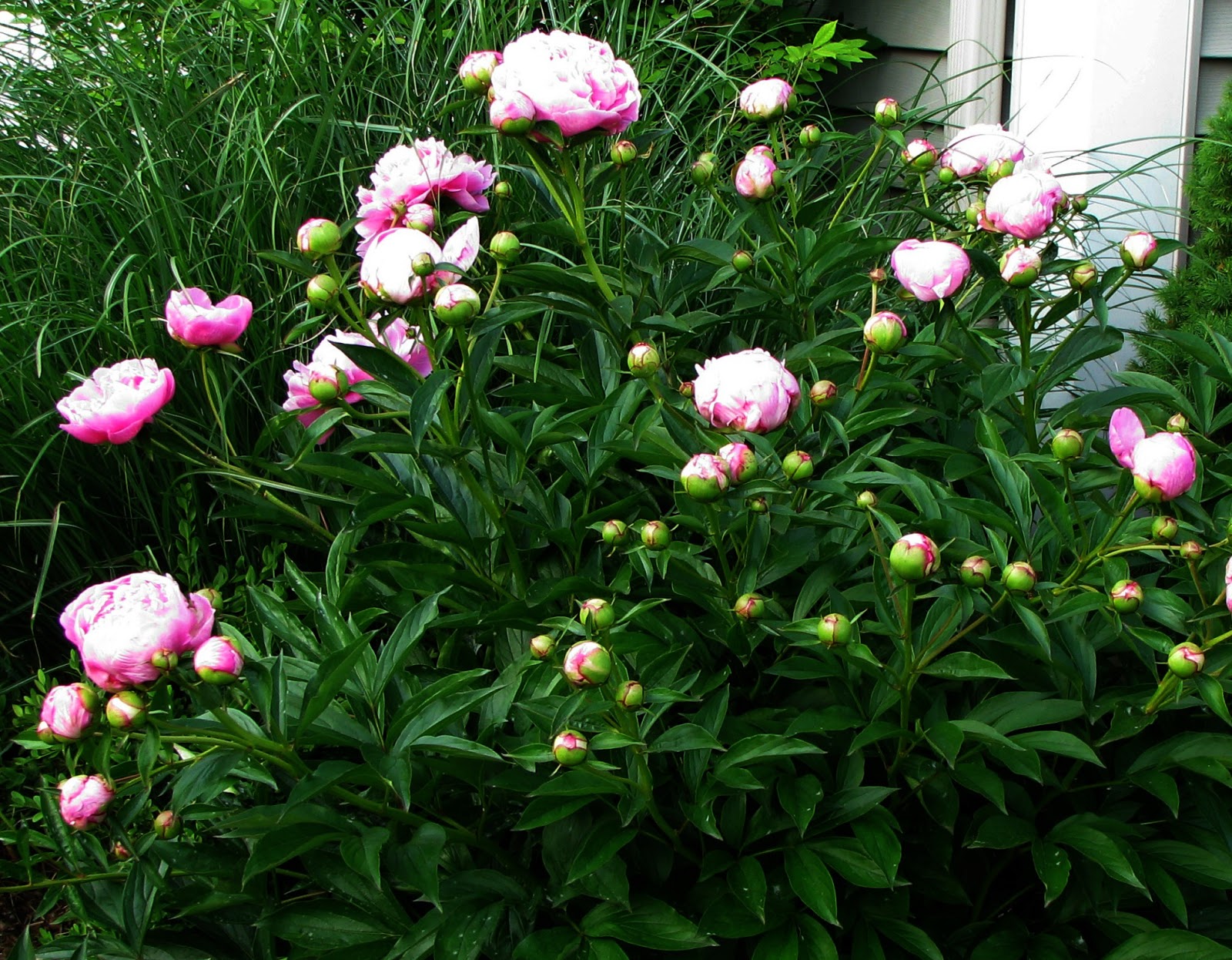 Musings from Kim K.: Peonies from someone special...