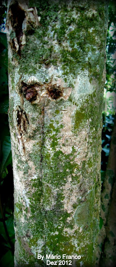 Meu Cantinho Verde: JACATIRÃO-AÇU - ( Miconia cinnamomifolia )