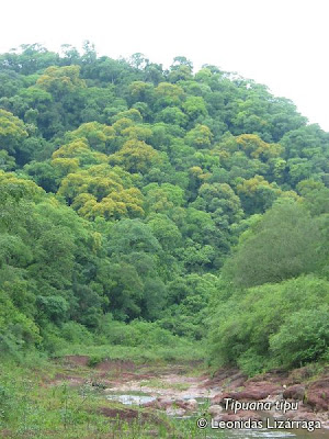 Argentina nativa: Tipa blanca (Tipuana tipu)