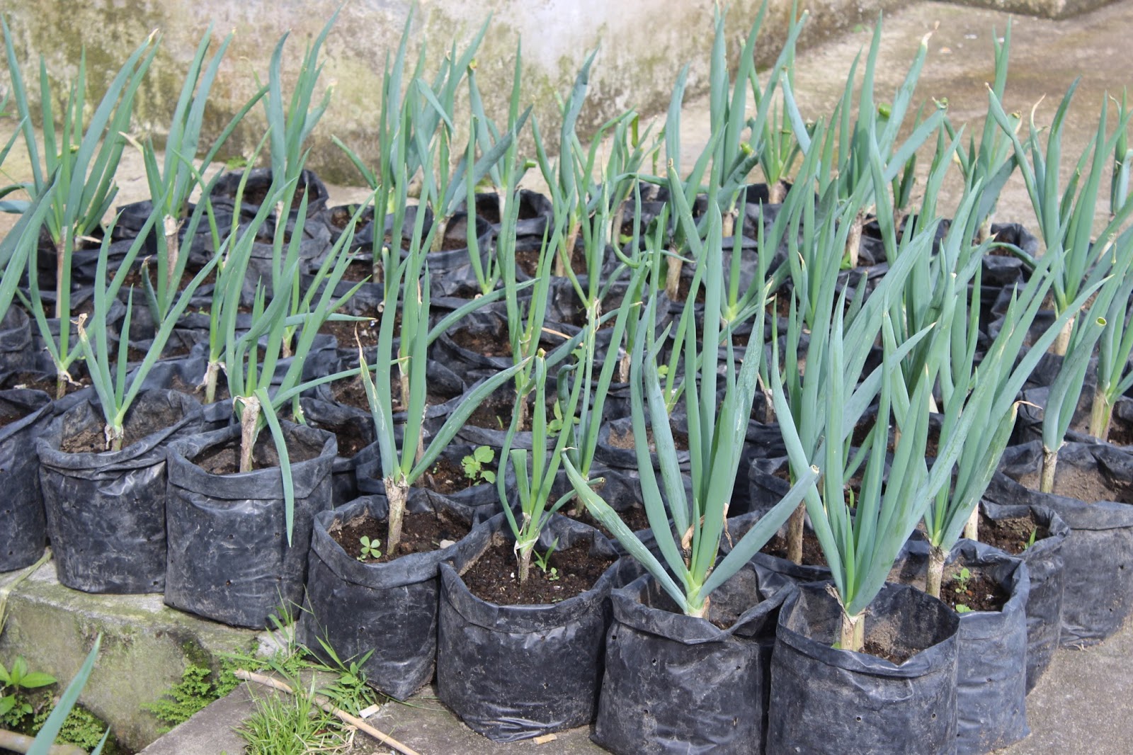 Tips Panduan Cara Menanam Daun Bawang Dalam Pot Atau Polybag Dengan