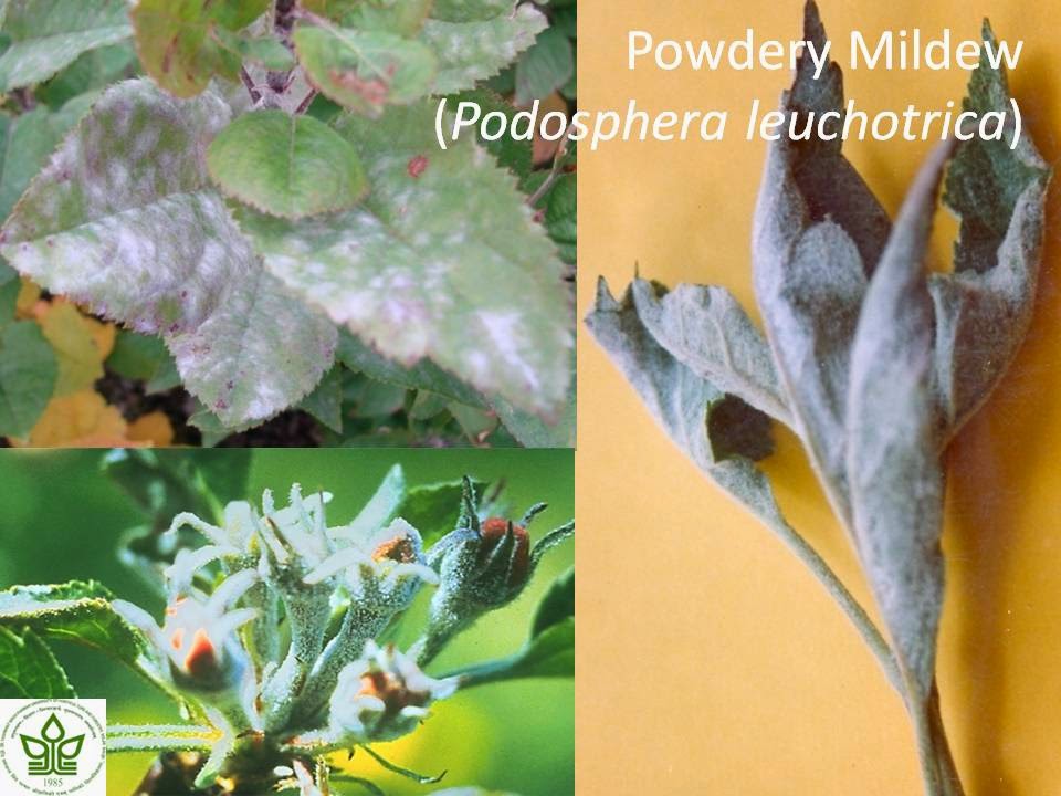 Farmers Club: Apple Tree Diseases: Powdery Mildew