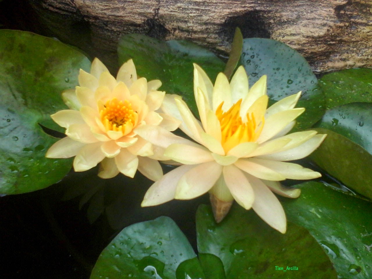 Tien Arcilla: bunga teratai kuning