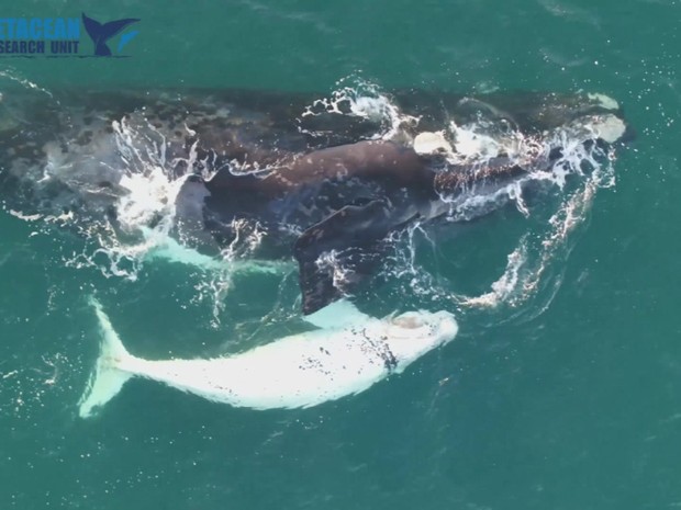 Novos Insólitos - Notícias incríveis que nos fazem refletir: Raras ...