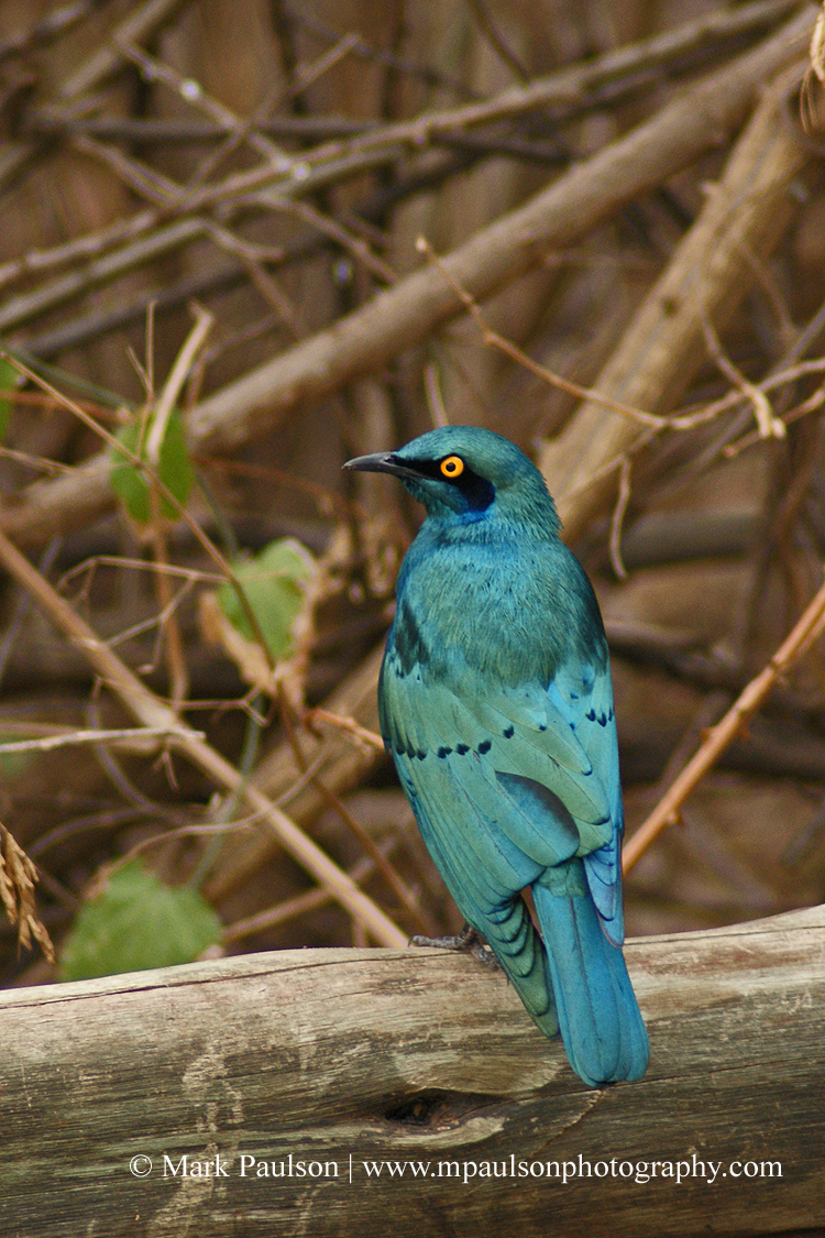 MAP Artistic Photography: Birds