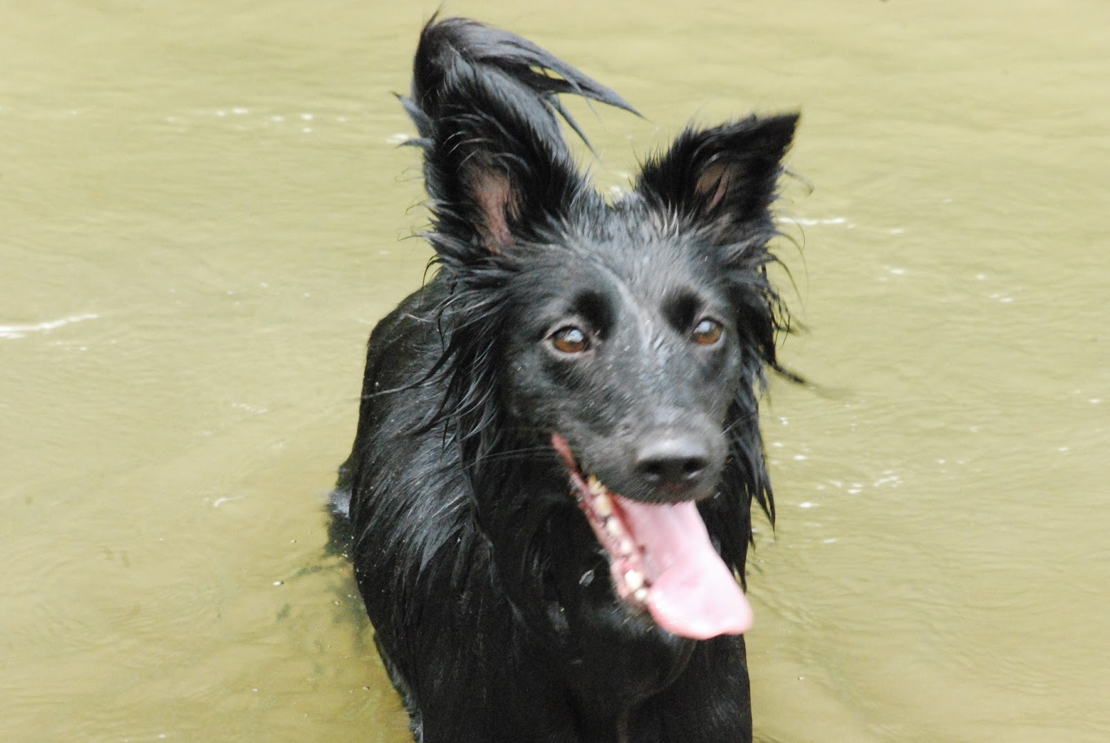 Ersatz Expat: Perdie the Kazakh Dog Turns 2 In Malaysia - Adventures of ...