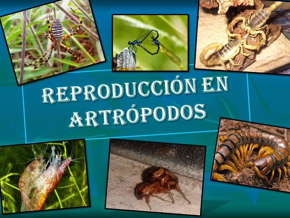 Reproducción en Artrópodos
