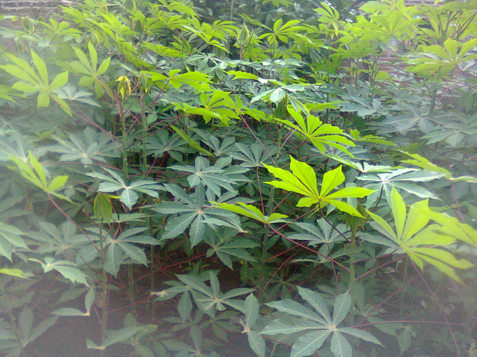 Kiat Agar Berhasil Dalam Budidaya Tanaman Singkong - Guru Ilmuan