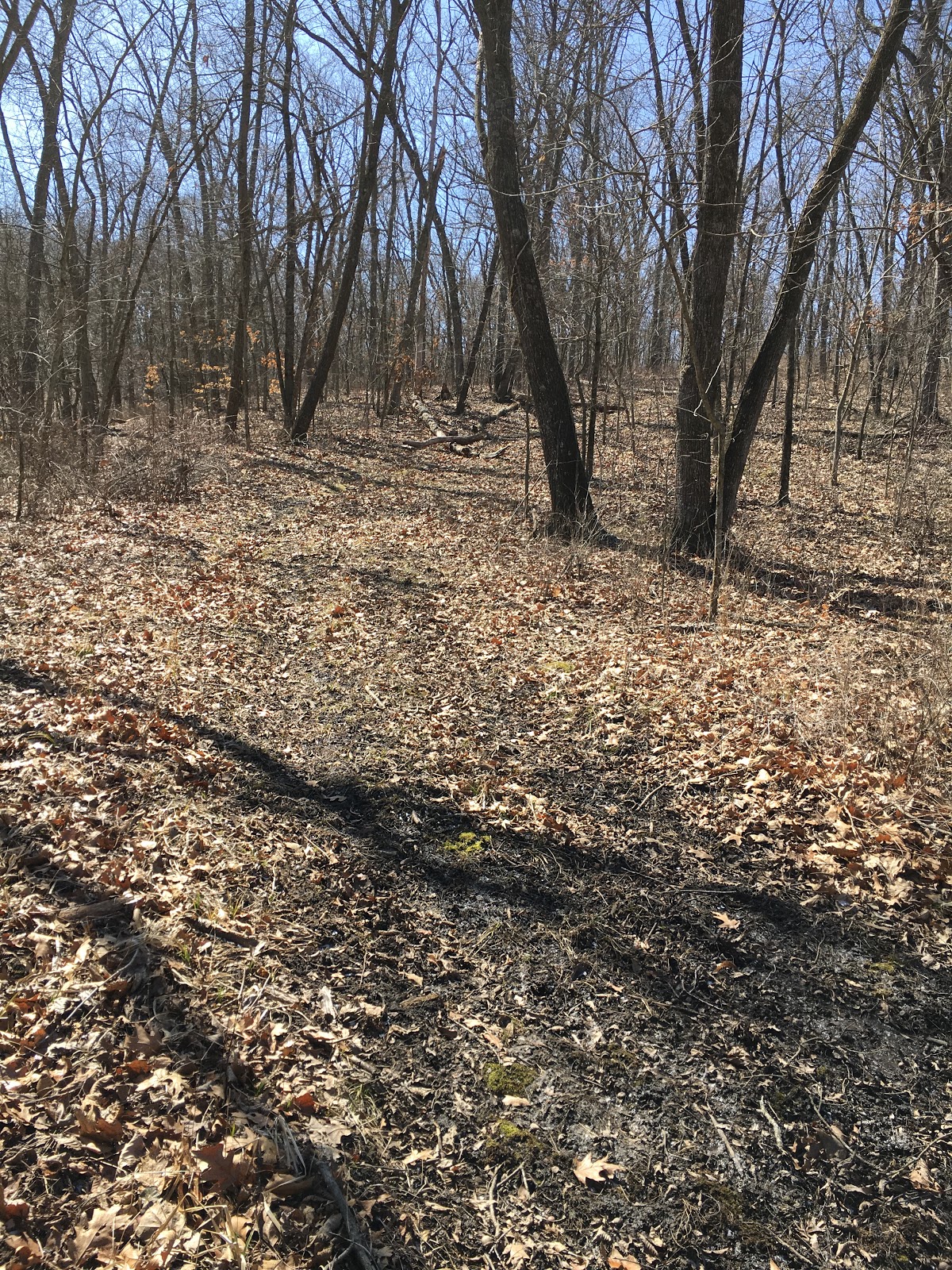 Backpacking Stephens State Forest - Woodburn Unit West Loop
