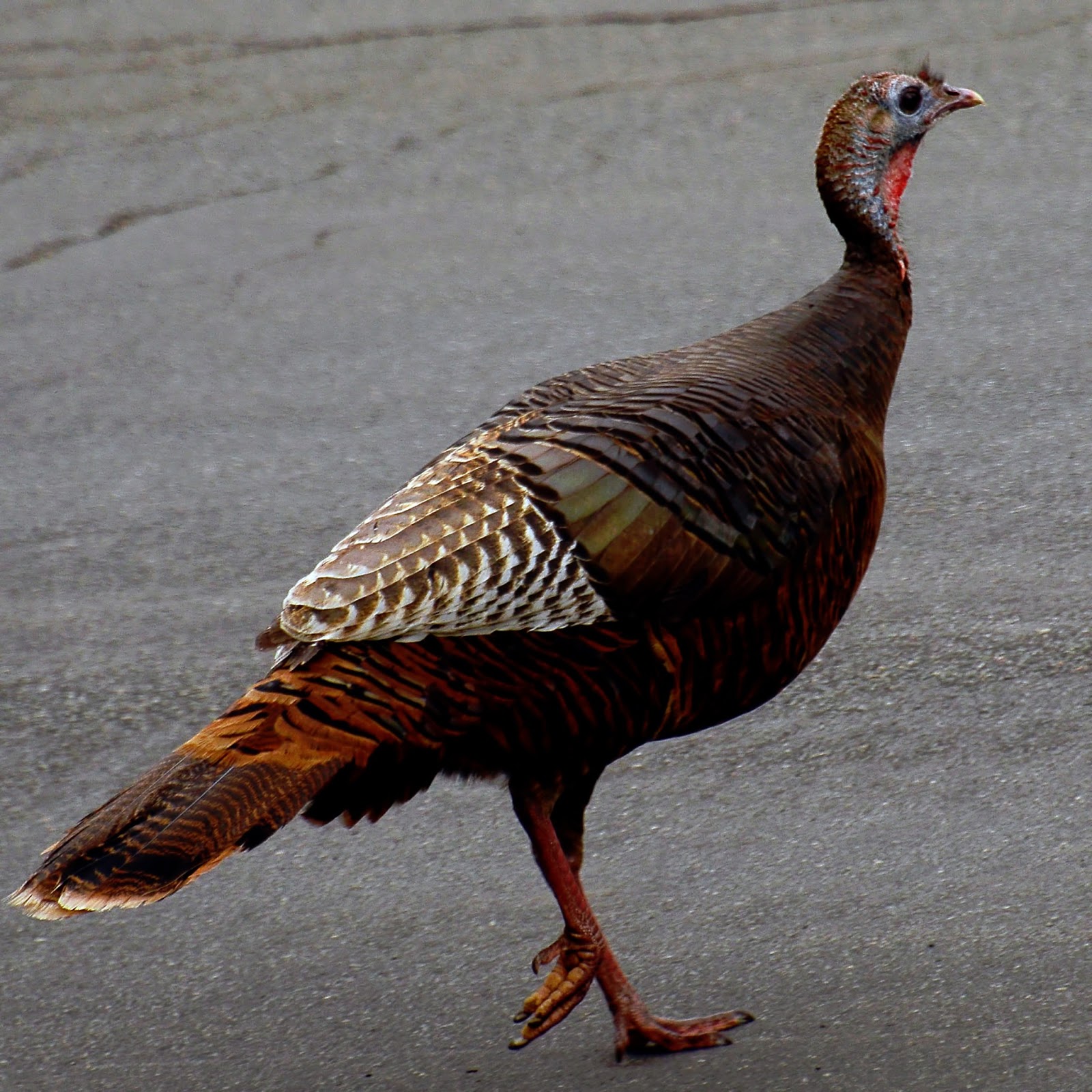 The Nature of Framingham: Turkey in the hood!
