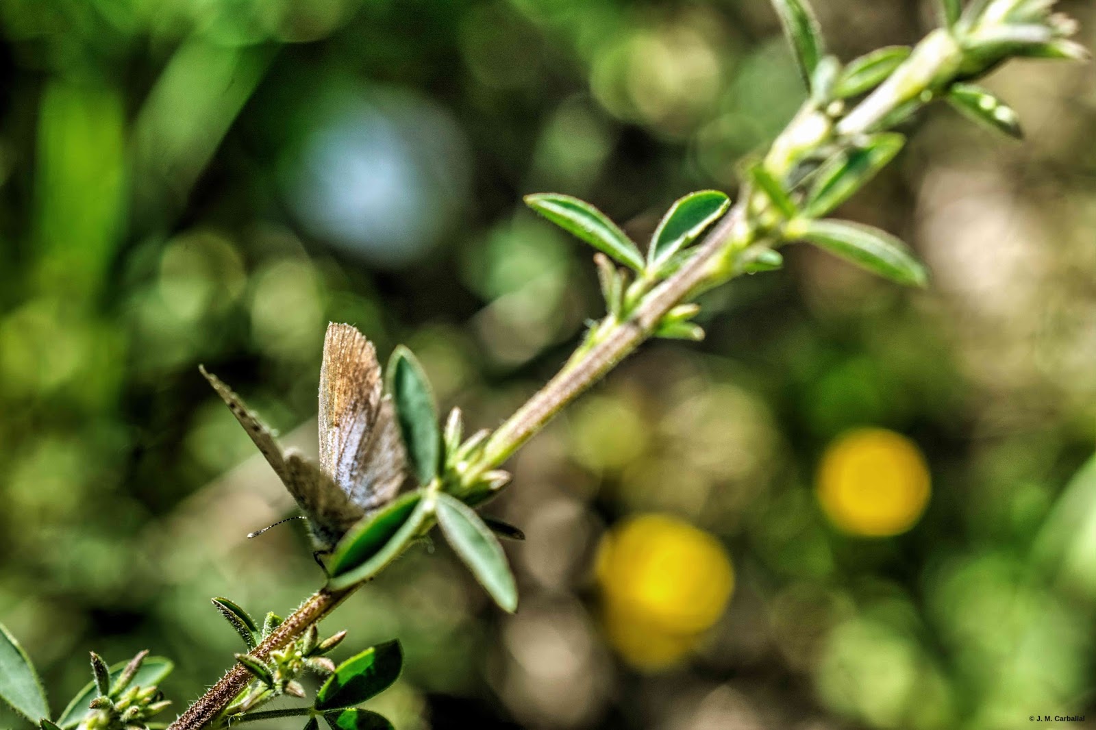 El Blog de Isa y Juan: Escamas azules