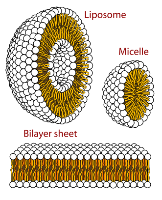 La membrane plasmique | Biologie Amusante