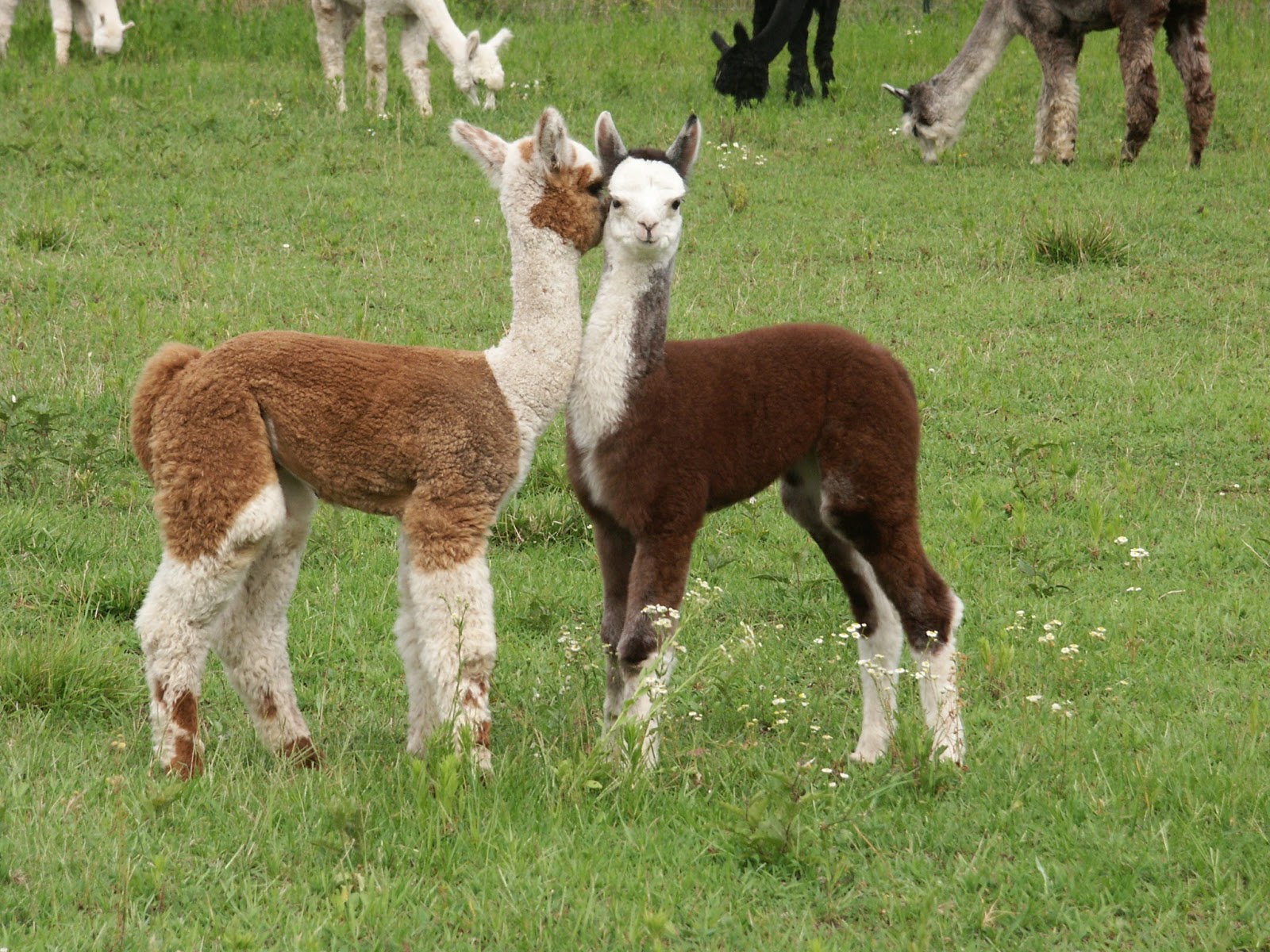 WildLife: Alpaca Little Cute Animal