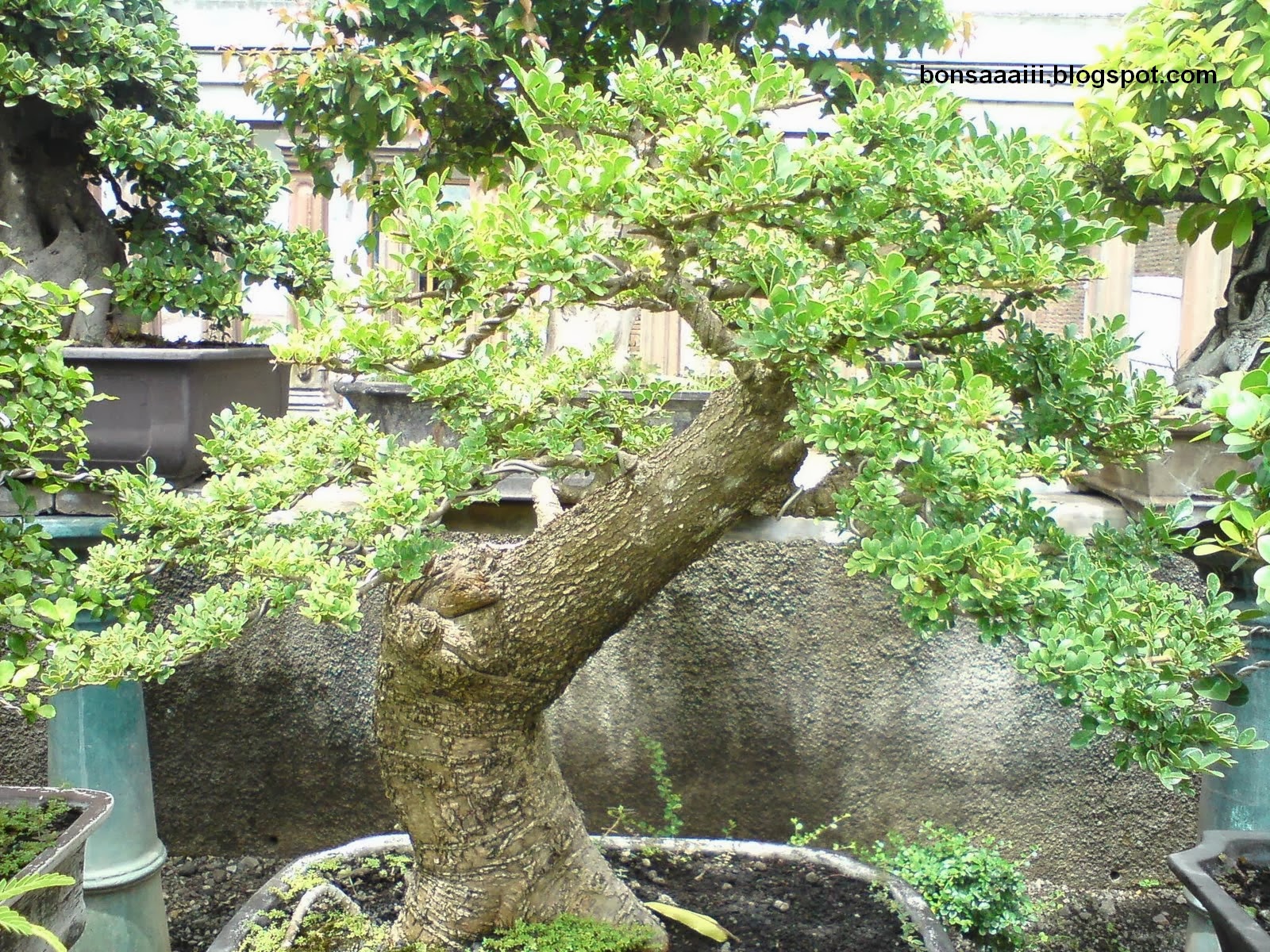 Cari Tahu: Kawista Fruit