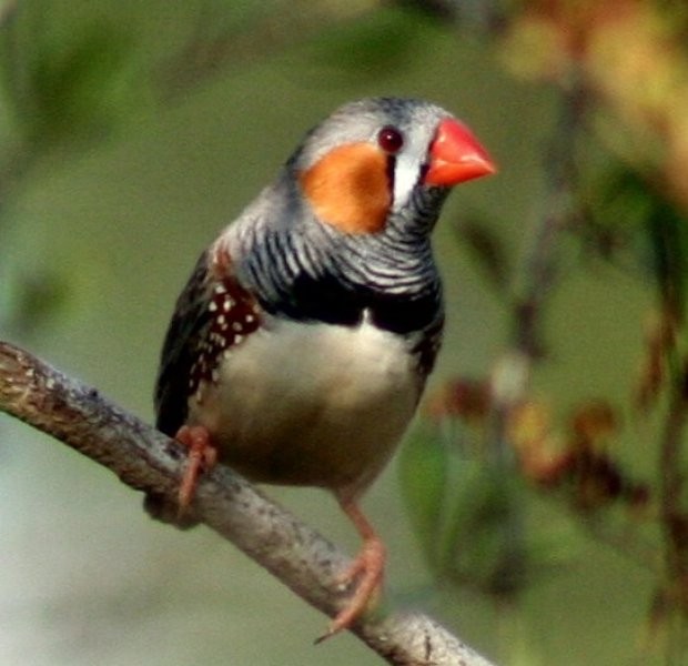 Zebra Finch Colors
