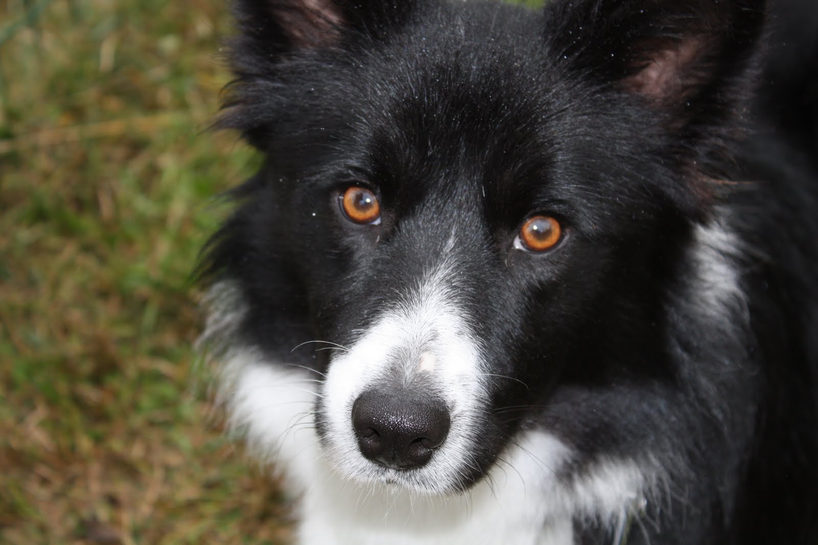 FAIRY DYNASTY: Centro Cinofilo - Dog Sitter - Allevamento Border Collie ...