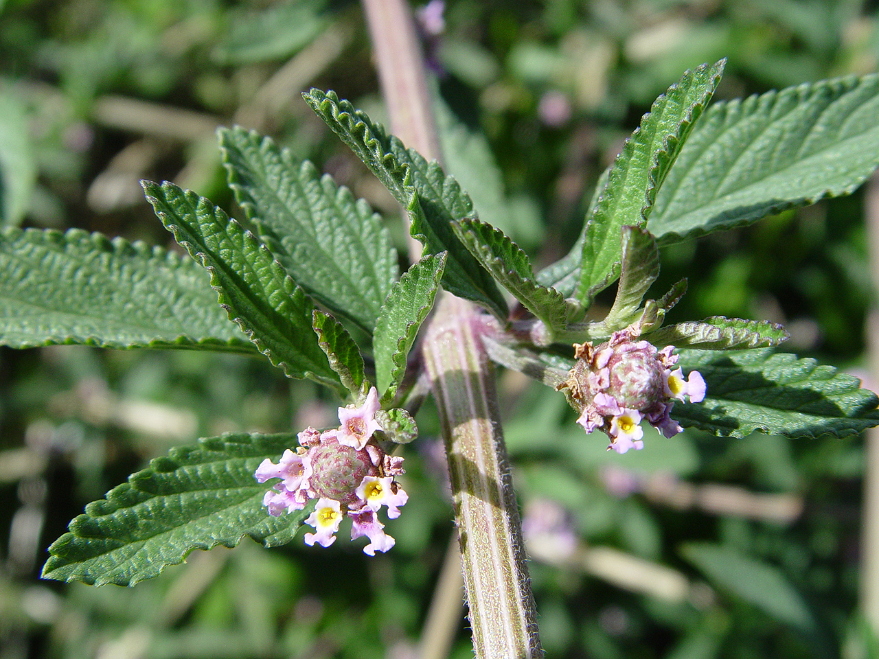 Odisea Culinaria: LOS AROMAS, LOS RECUERDOS, LA MISE EN PLACE PERFECTA ...