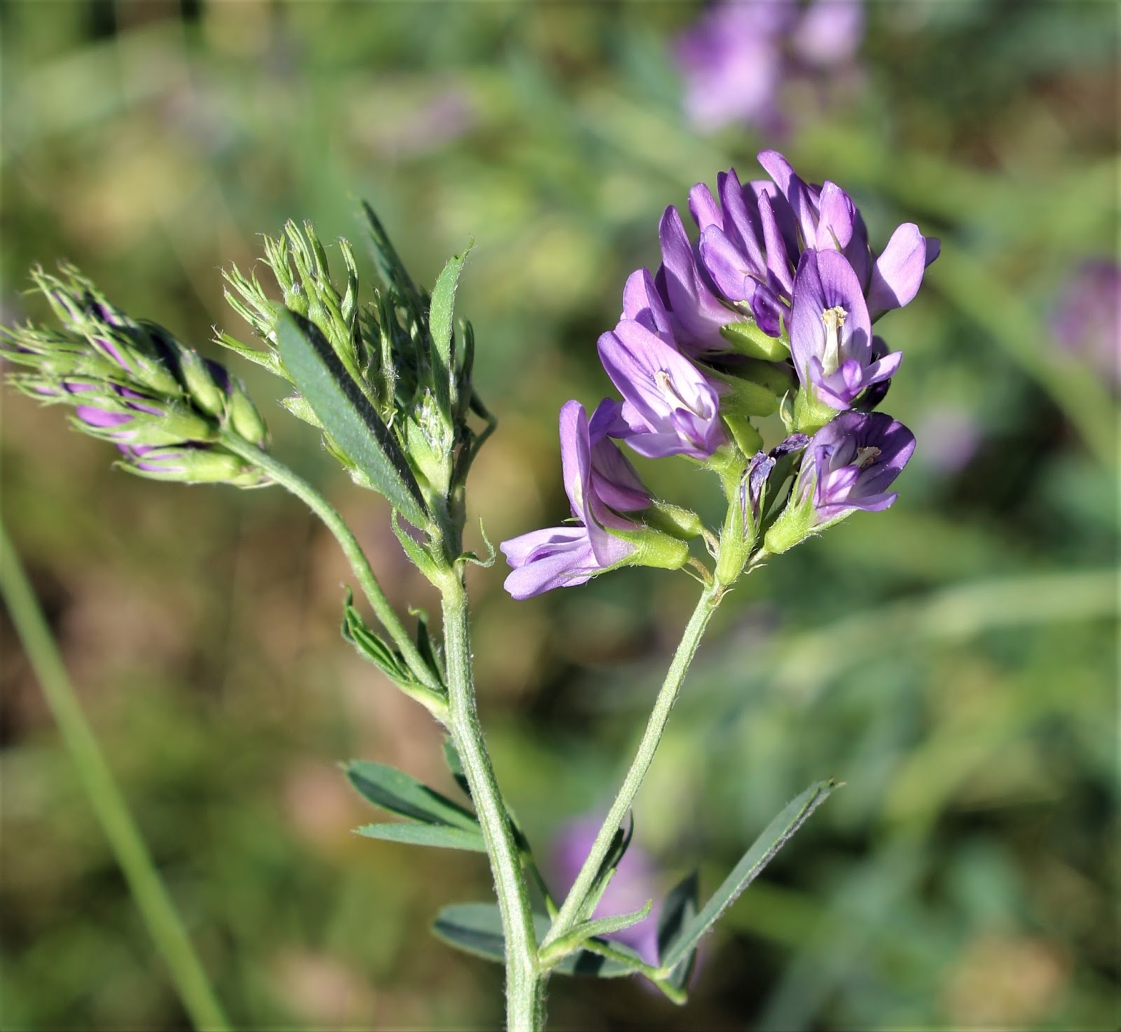 Plantas: Beleza e Diversidade: Luzerna (Medicago sativa)