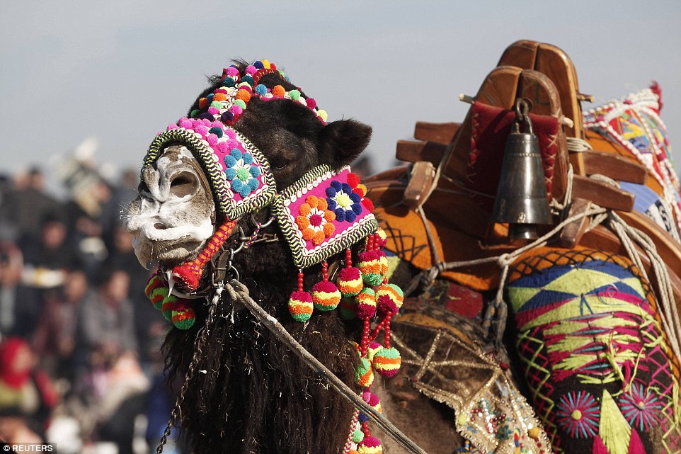 The Camel Wrestling Festival in Selcuk | Turkey Culture - Culture Festivals