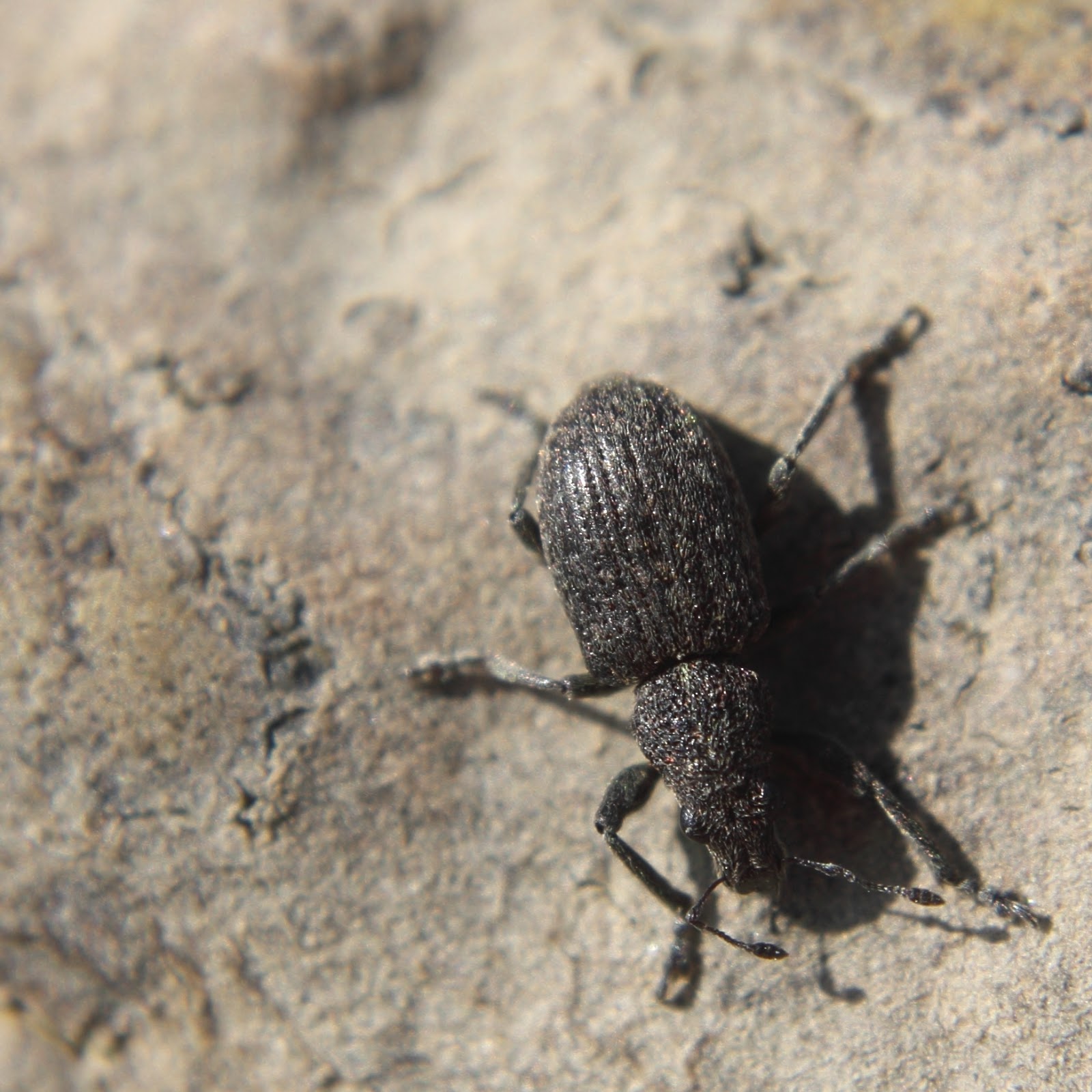 Valley Naturalist: Beetle bank