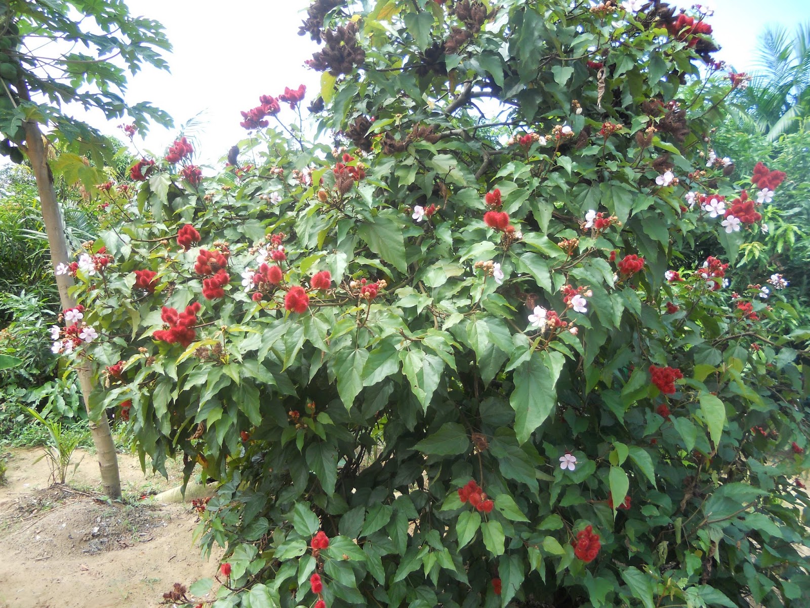 Bixa orellana - AprendaCultivar