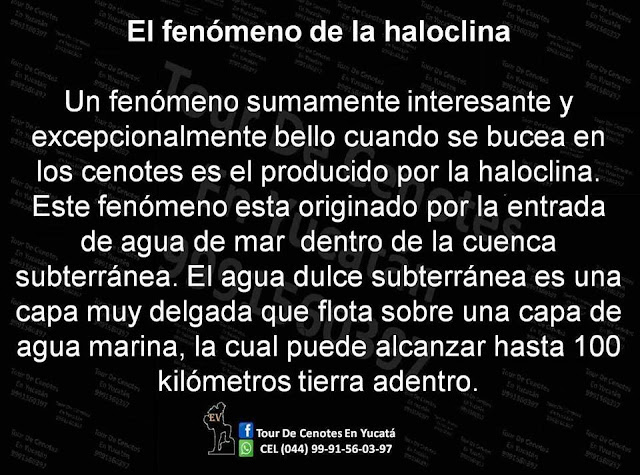 LOS CENOTES DE YUCATAN: EL FENOMENO DE LA HALOCLINA