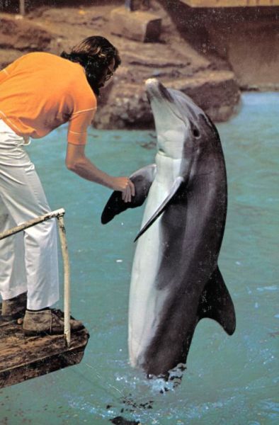 UK Dolphinaria Archive: Dudley Zoo - Dolphins & Whales: 1971 - 1974