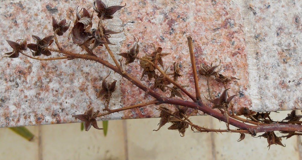 Plantas para hombres: rubus idaeus, frambueso