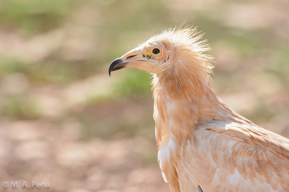 Miguel Angel Peña. Fotos de Naturaleza: El guirre